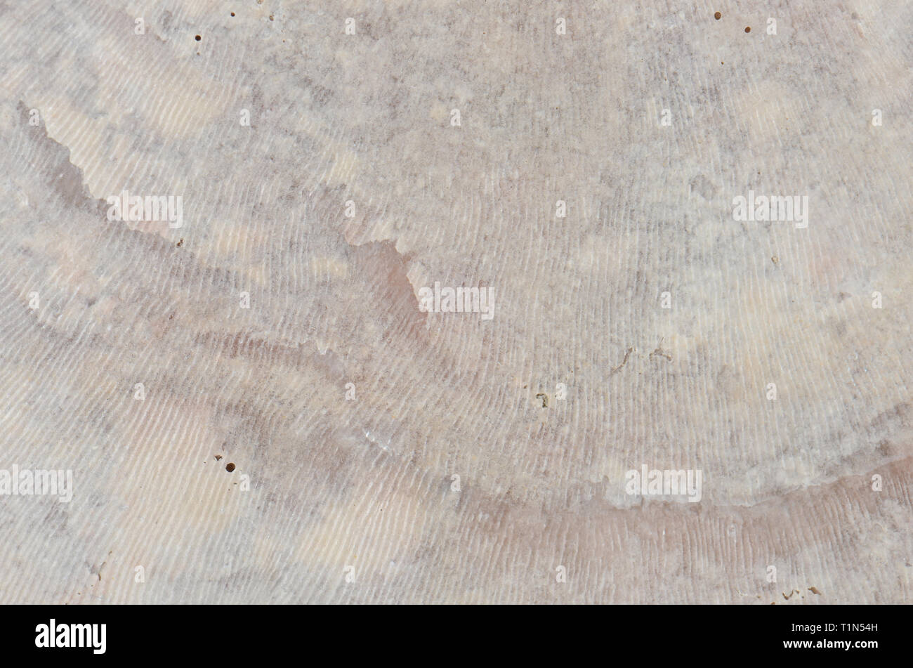close up ocean shell structure background Stock Photo - Alamy