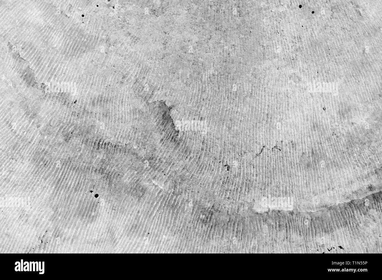 Shell structure hi-res stock photography and images - Alamy