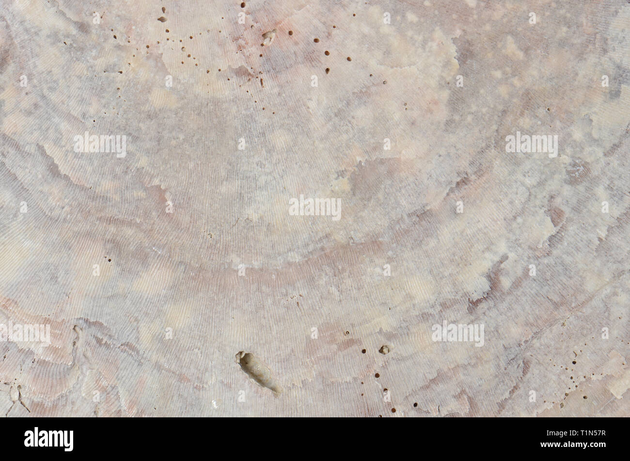 close up ocean shell structure background Stock Photo - Alamy
