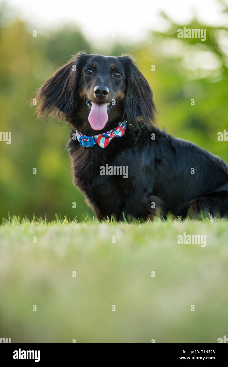 Solid Black Dachshund