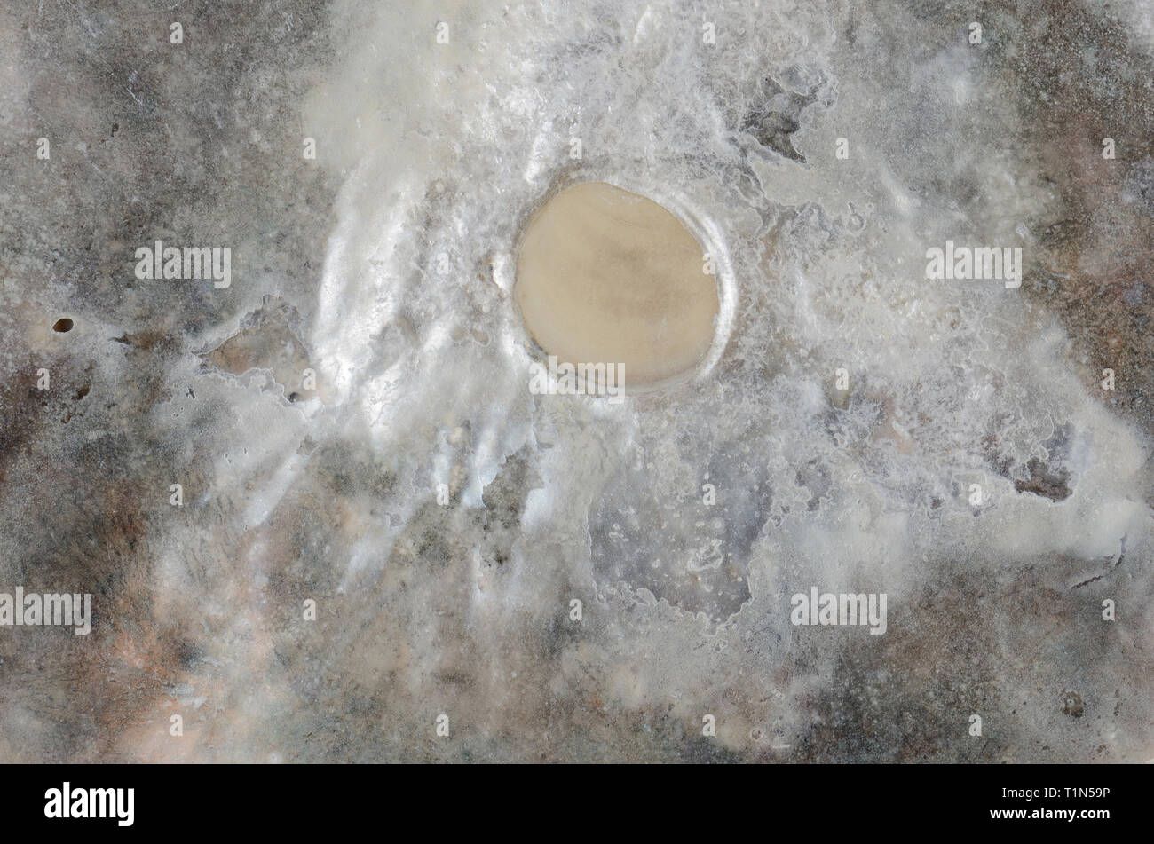 Shell structure hi-res stock photography and images - Alamy