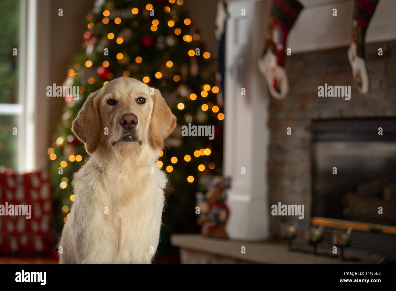 Fireplace christmas puppy tree hi-res stock photography and images - Alamy
