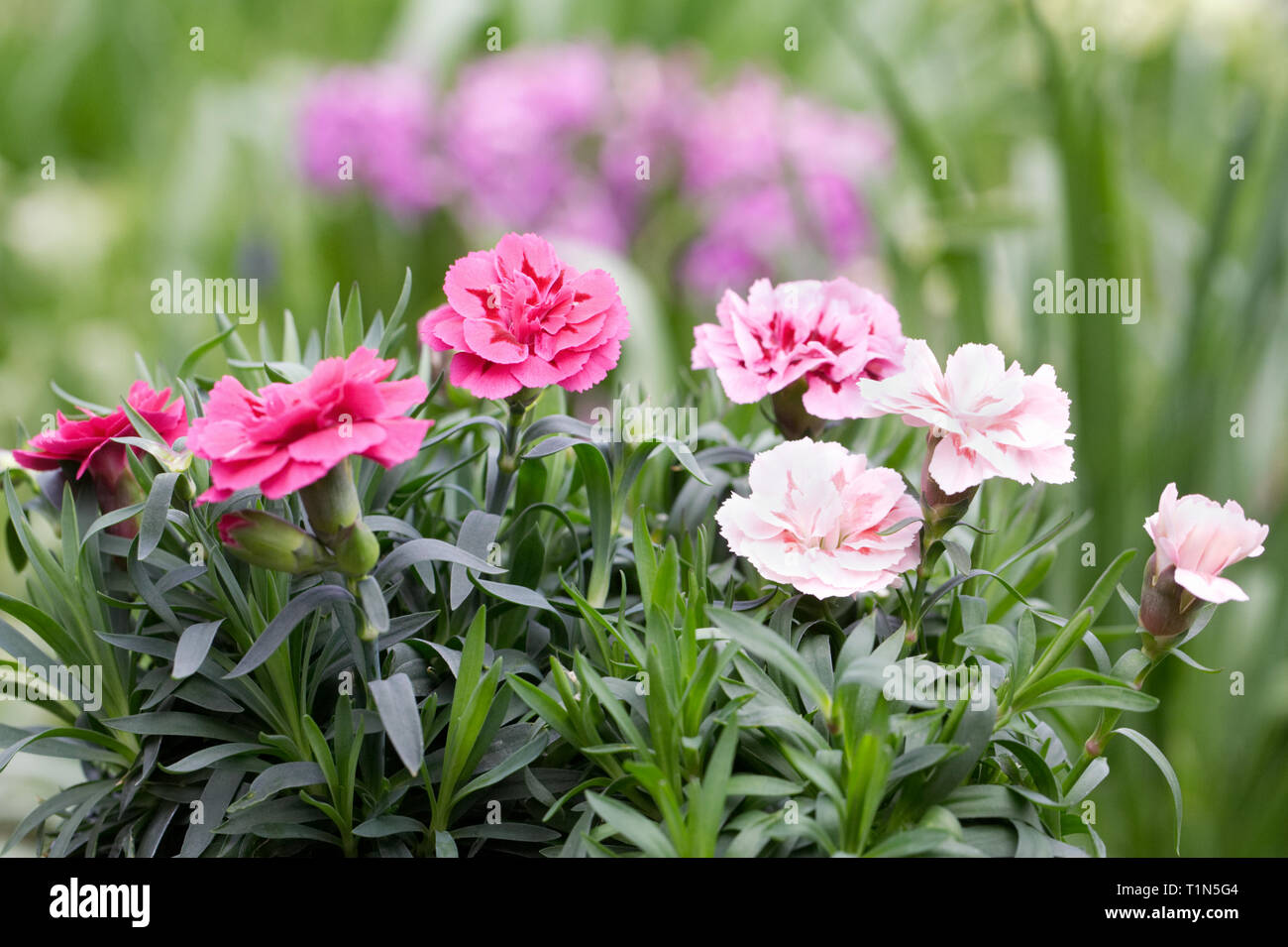 Dianthus flowers hi-res stock photography and images - Alamy