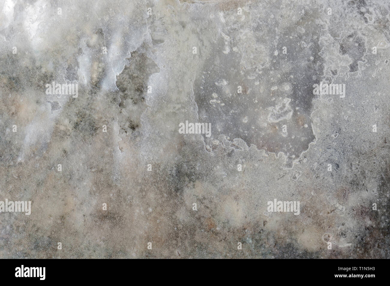 close up ocean shell structure background Stock Photo - Alamy