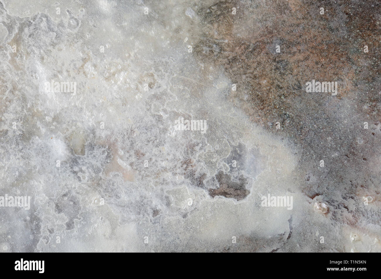 Shell structure hi-res stock photography and images - Alamy