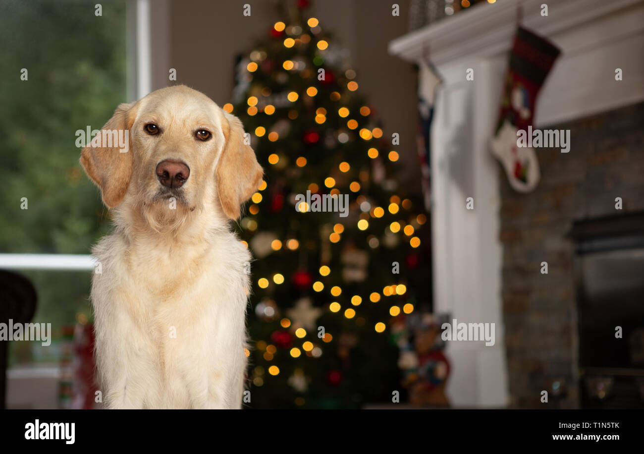 Labrador christmas tree hi-res stock photography and images - Alamy