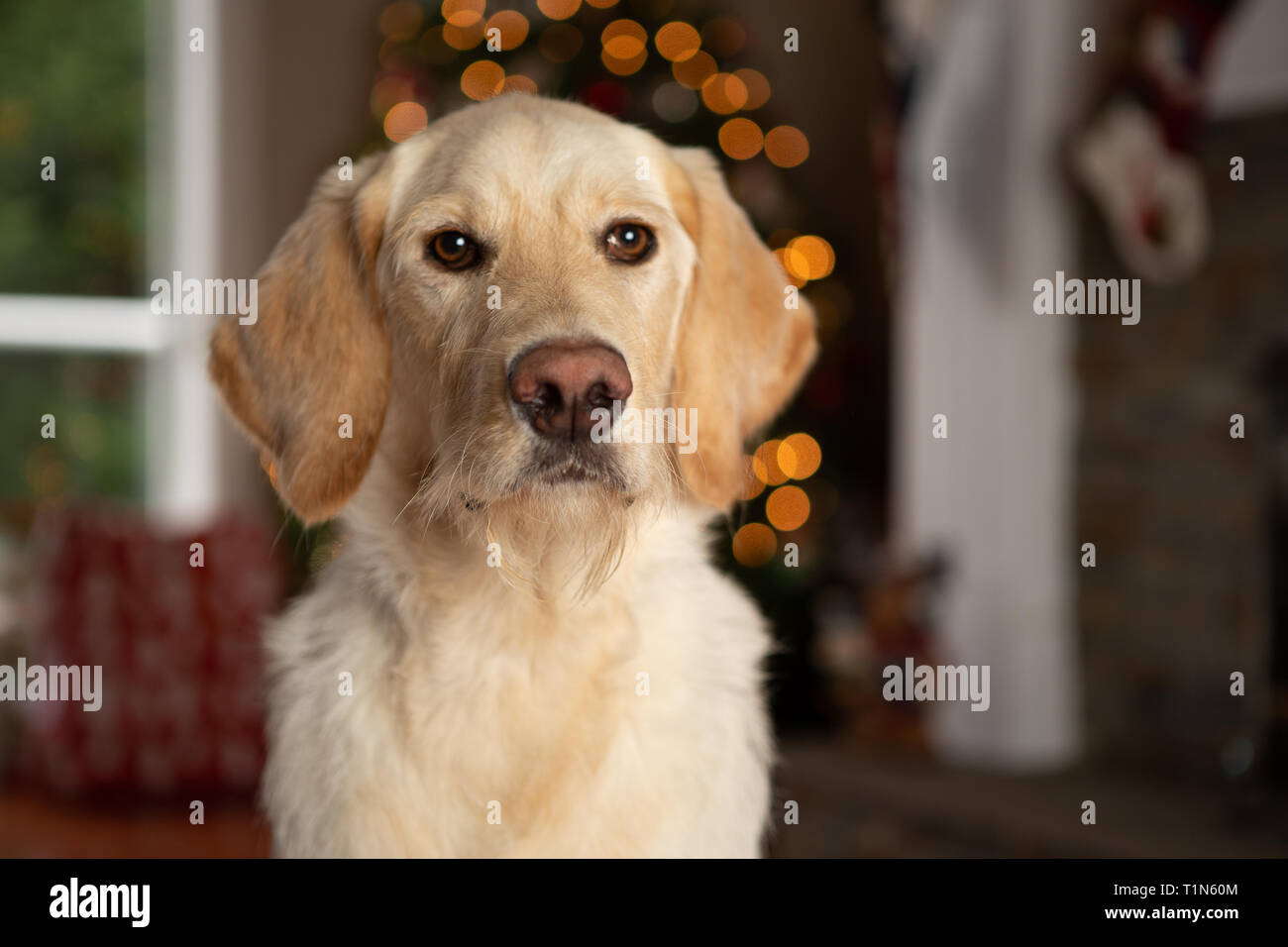 Labrador christmas tree hi-res stock photography and images - Alamy