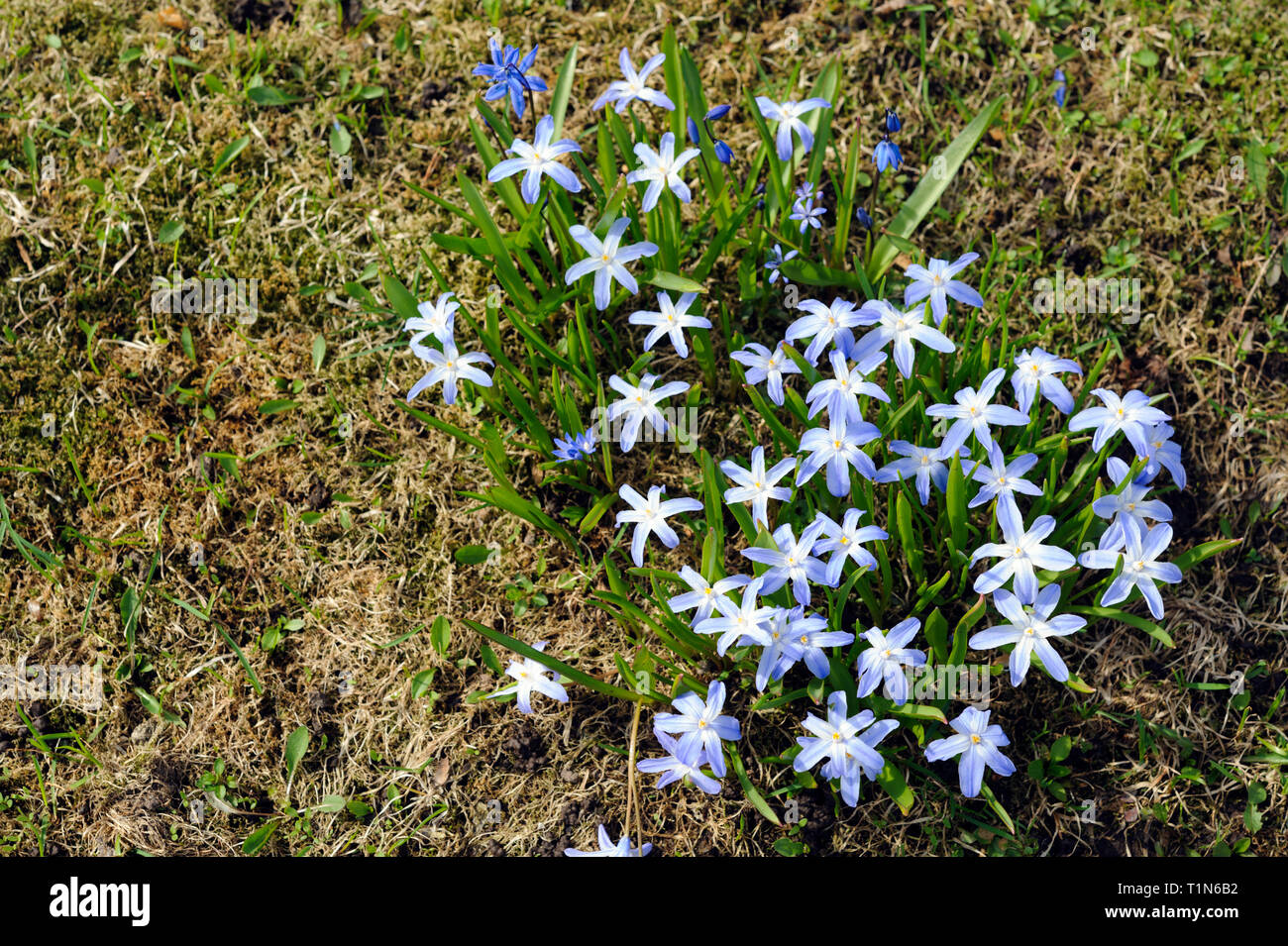 Glory-of-the-snow, Scilla luciliae, flowers in early spring Stock Photo ...