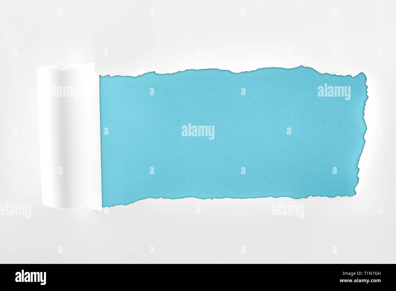 ripped textured white paper with rolled edge on blue background Stock ...