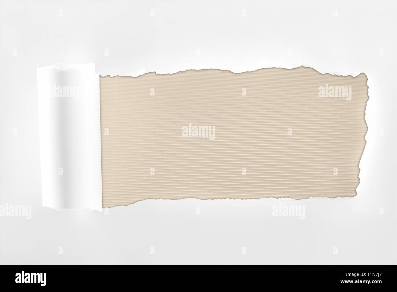 tattered textured white paper with rolled edge on ivory background ...