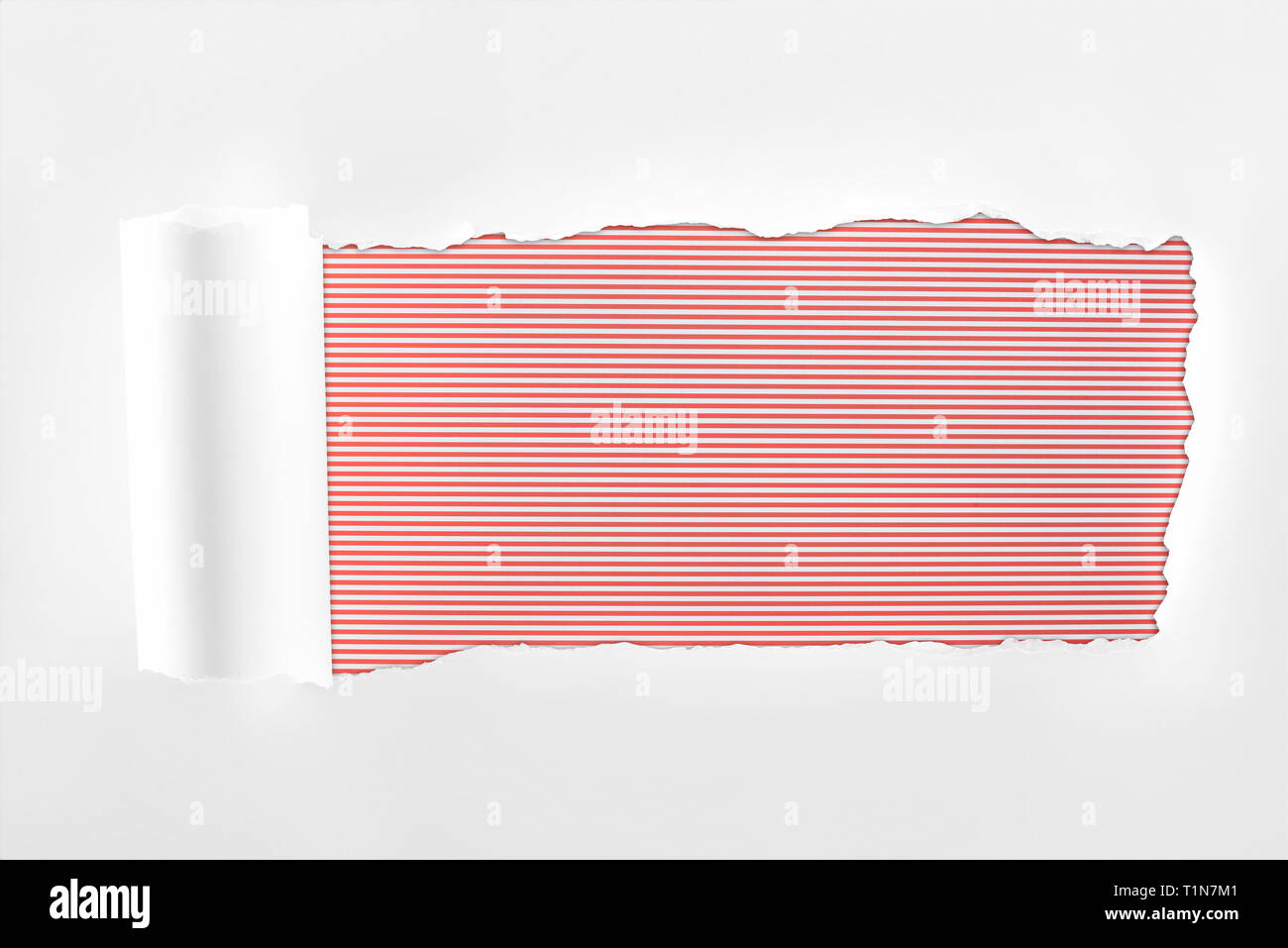 ragged textured white paper with rolled edge on red striped background ...