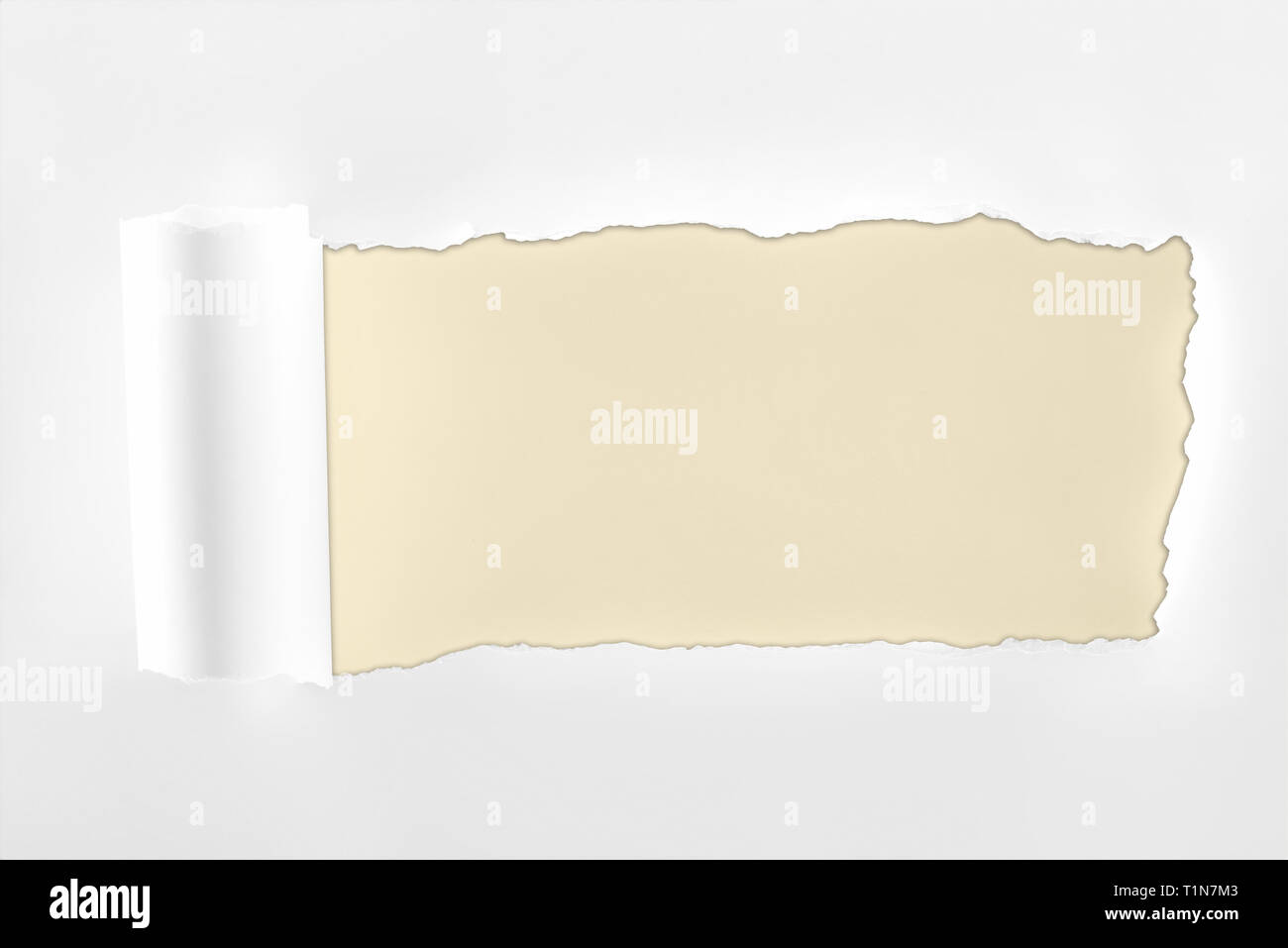 ragged textured white paper with rolled edge on ivory background Stock ...