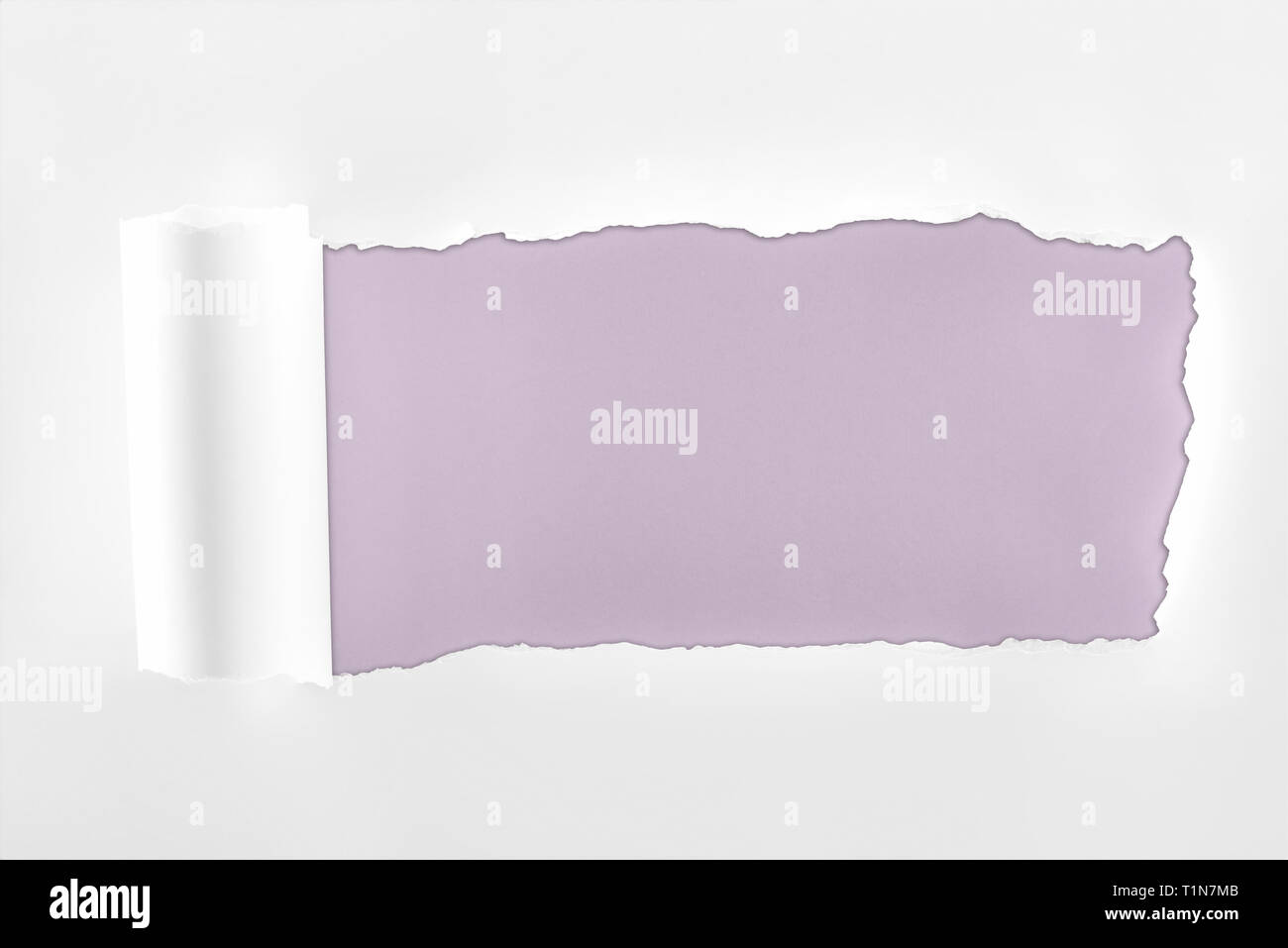 ragged textured white paper with rolled edge on light purple background ...