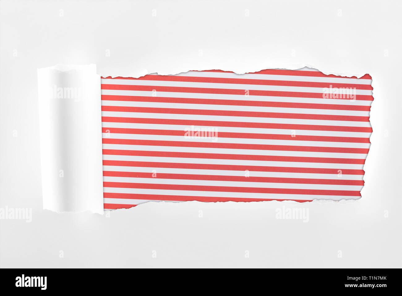 ragged textured white paper with rolled edge on red striped background ...