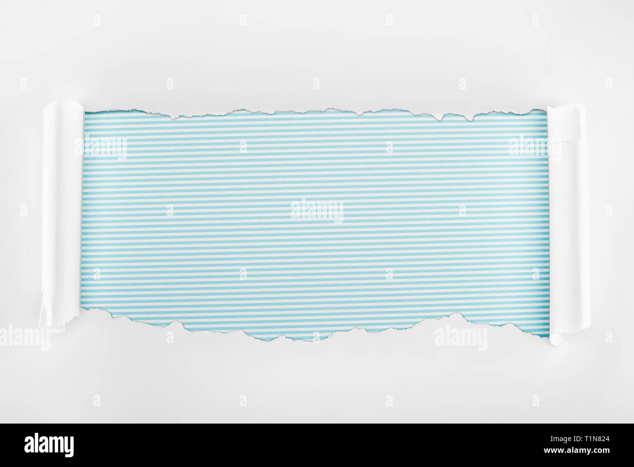 ripped white textured paper with curl edges on blue striped background ...