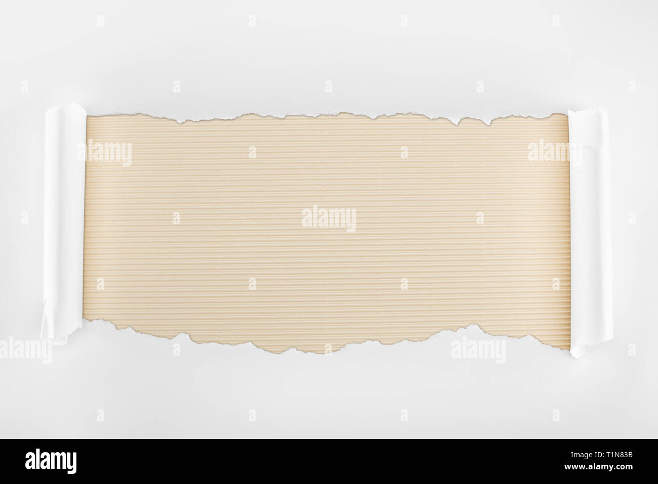ripped white textured paper with curl edges on ivory striped background ...