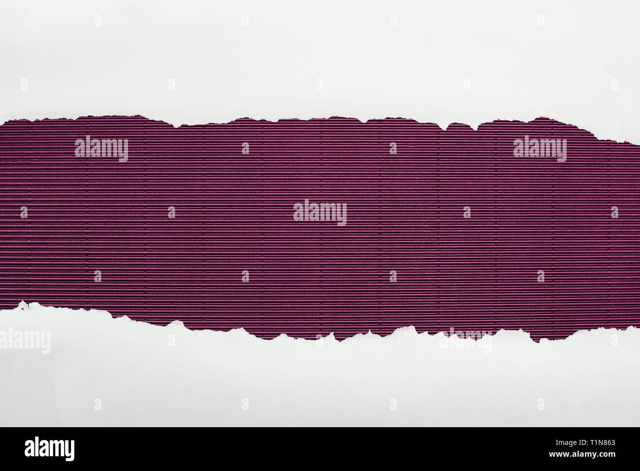 ripped white textured paper with copy space on purple striped ...