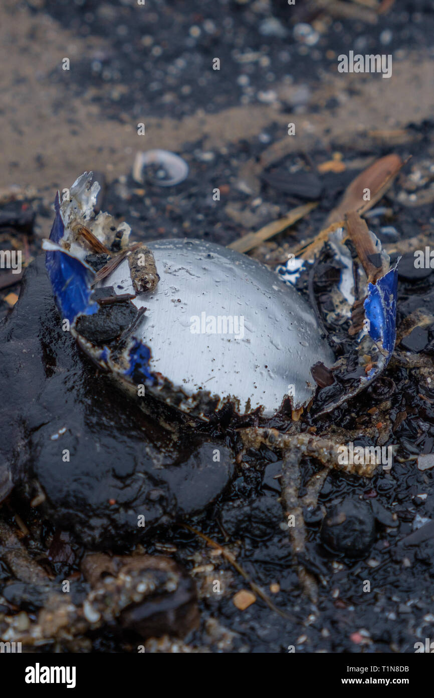 Environmental image of Pollution with the remains of a aluminium drinks ...