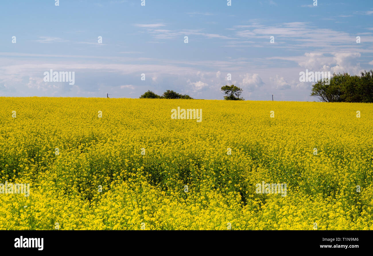 Canada oil fields hi-res stock photography and images - Alamy