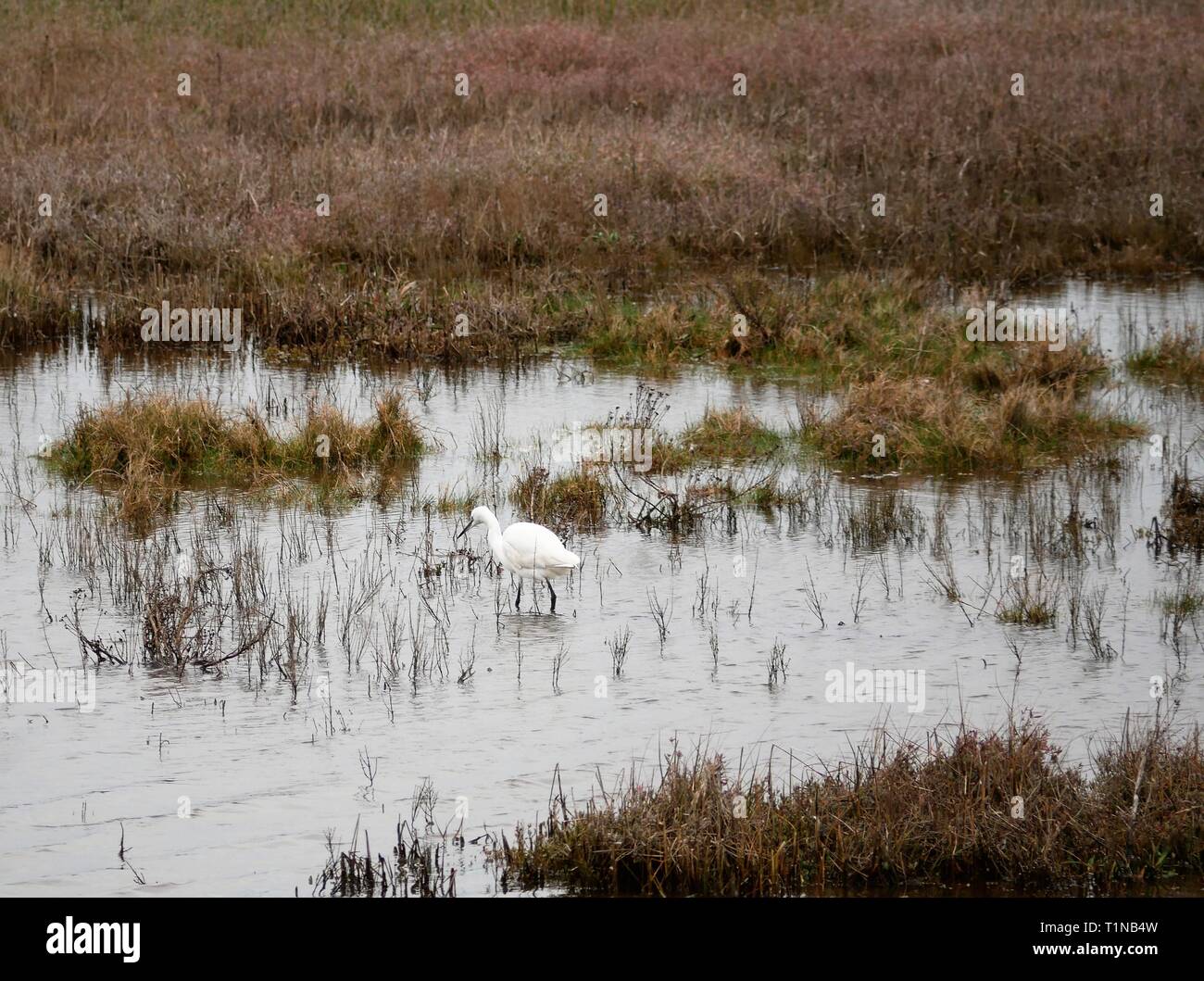 Kent wildlife hi-res stock photography and images - Alamy