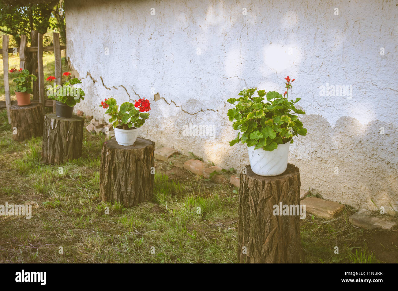 beautiful red geranium flower in pot in tree trunks Stock Photo - Alamy