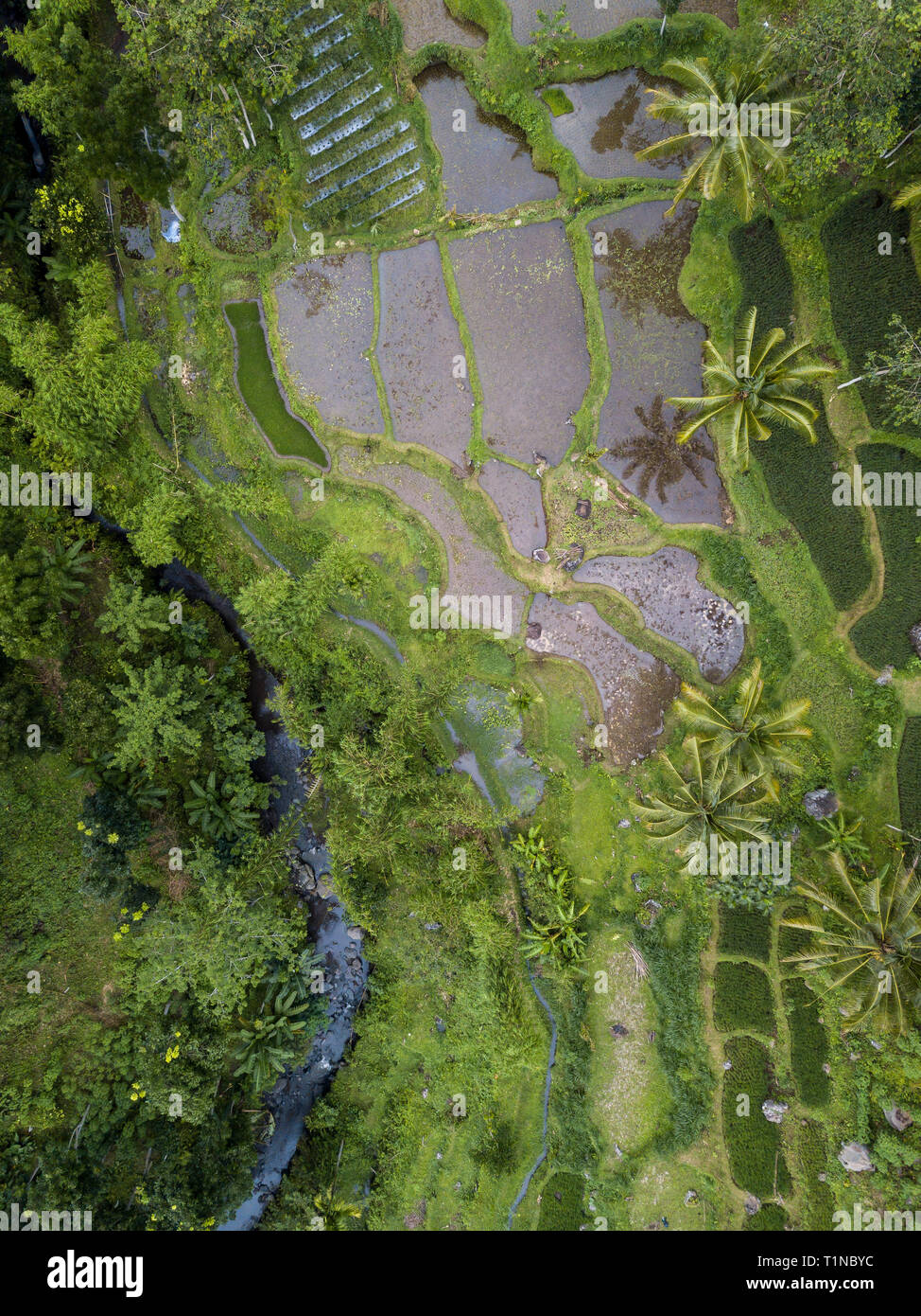 An aerial view of rice terrace fields in Lombok, Indonesia Stock Photo ...