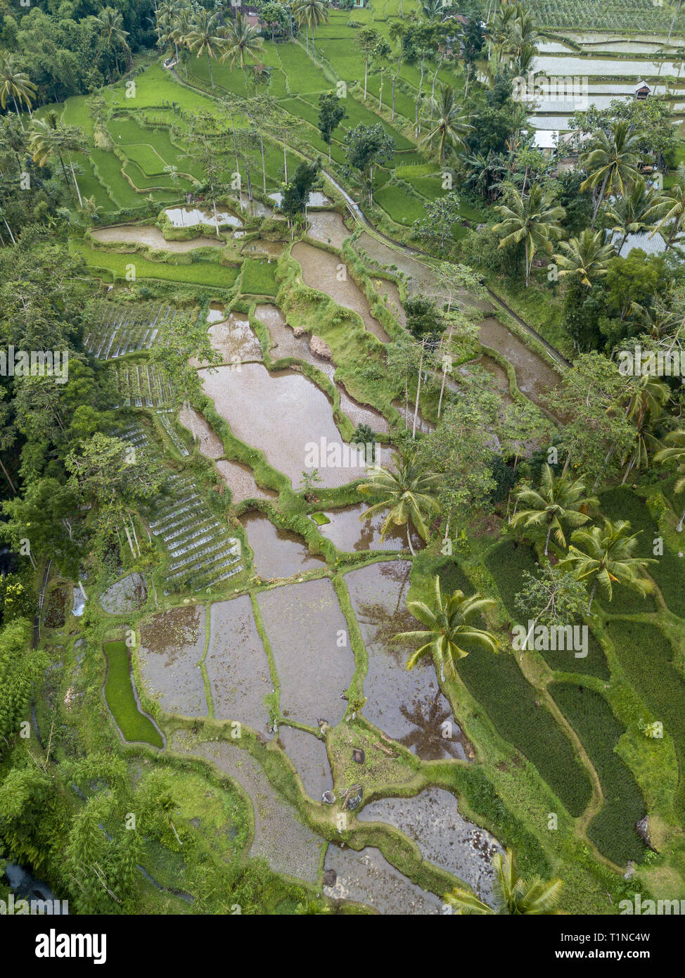 An aerial view of rice terrace fields in Lombok, Indonesia Stock Photo ...
