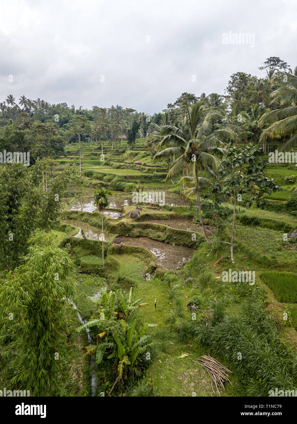 An aerial view of rice terrace fields in Lombok, Indonesia Stock Photo ...