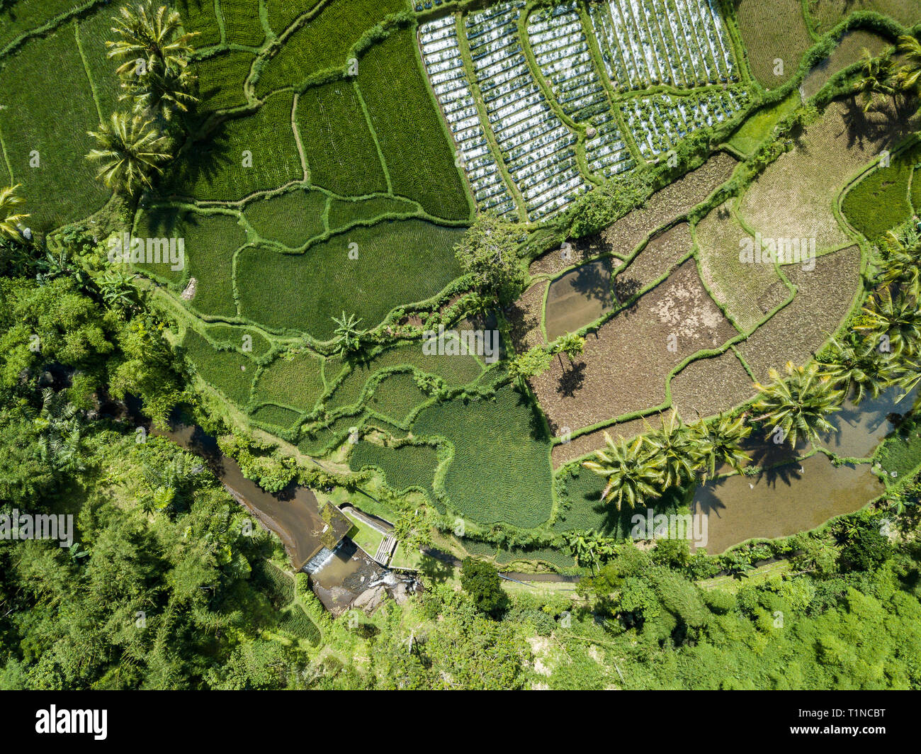 An aerial view of rice terrace fields in Lombok, Indonesia Stock Photo ...
