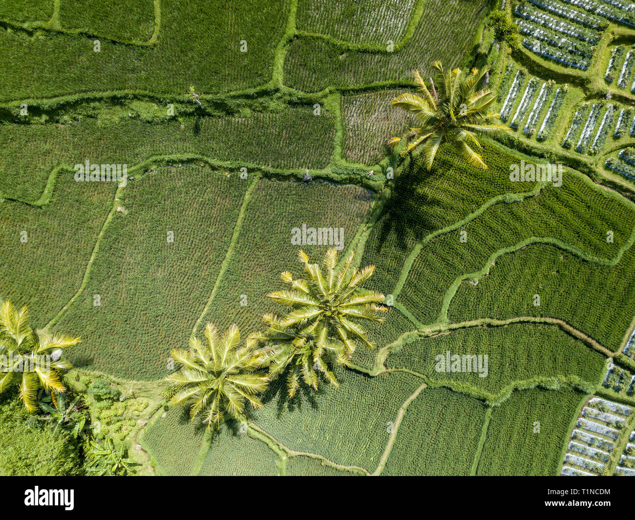 An aerial view of rice terrace fields in Lombok, Indonesia Stock Photo ...