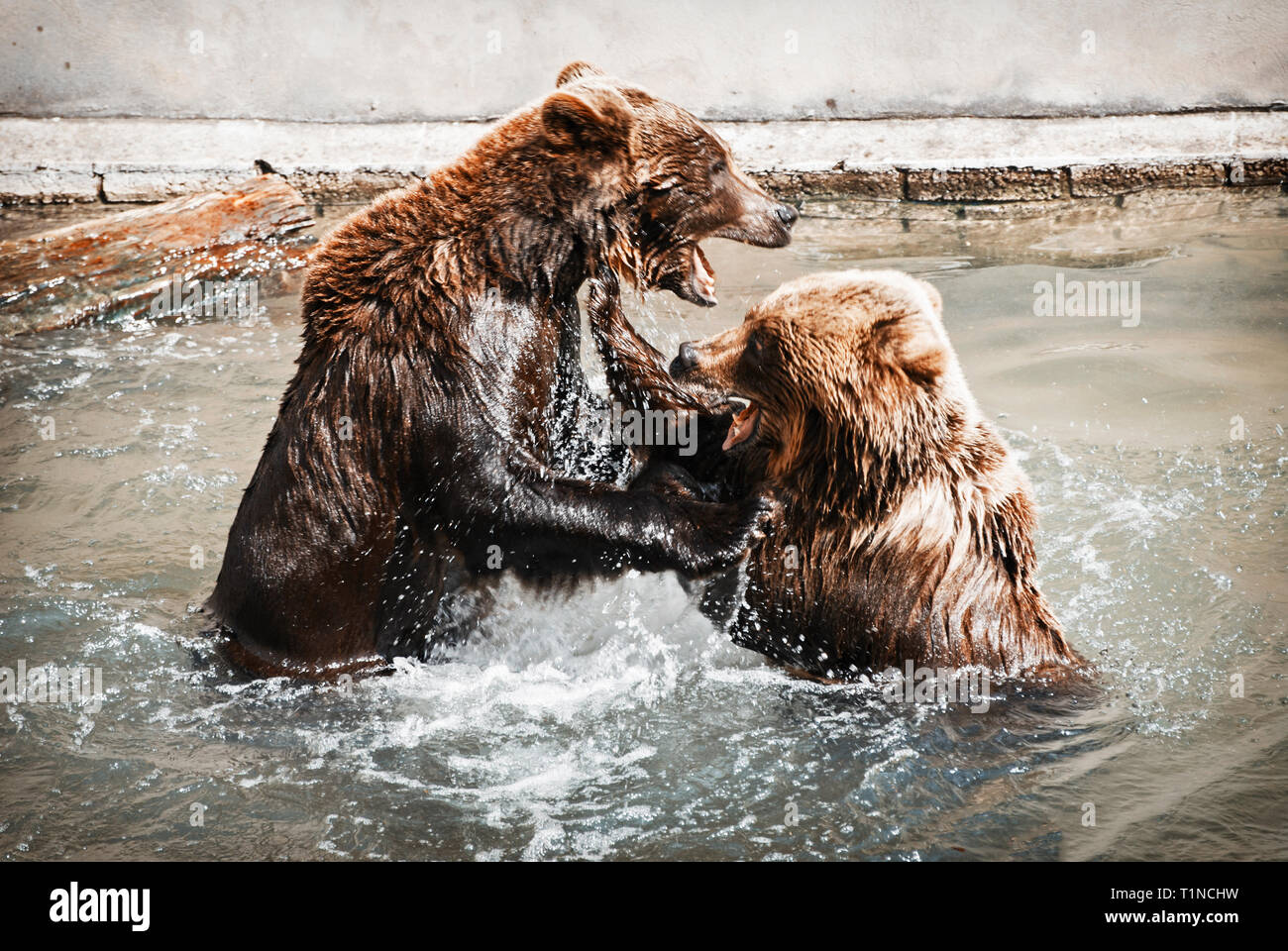 Two brown bears (Ursus arctos arctos) fighting in the water. Teal and ...