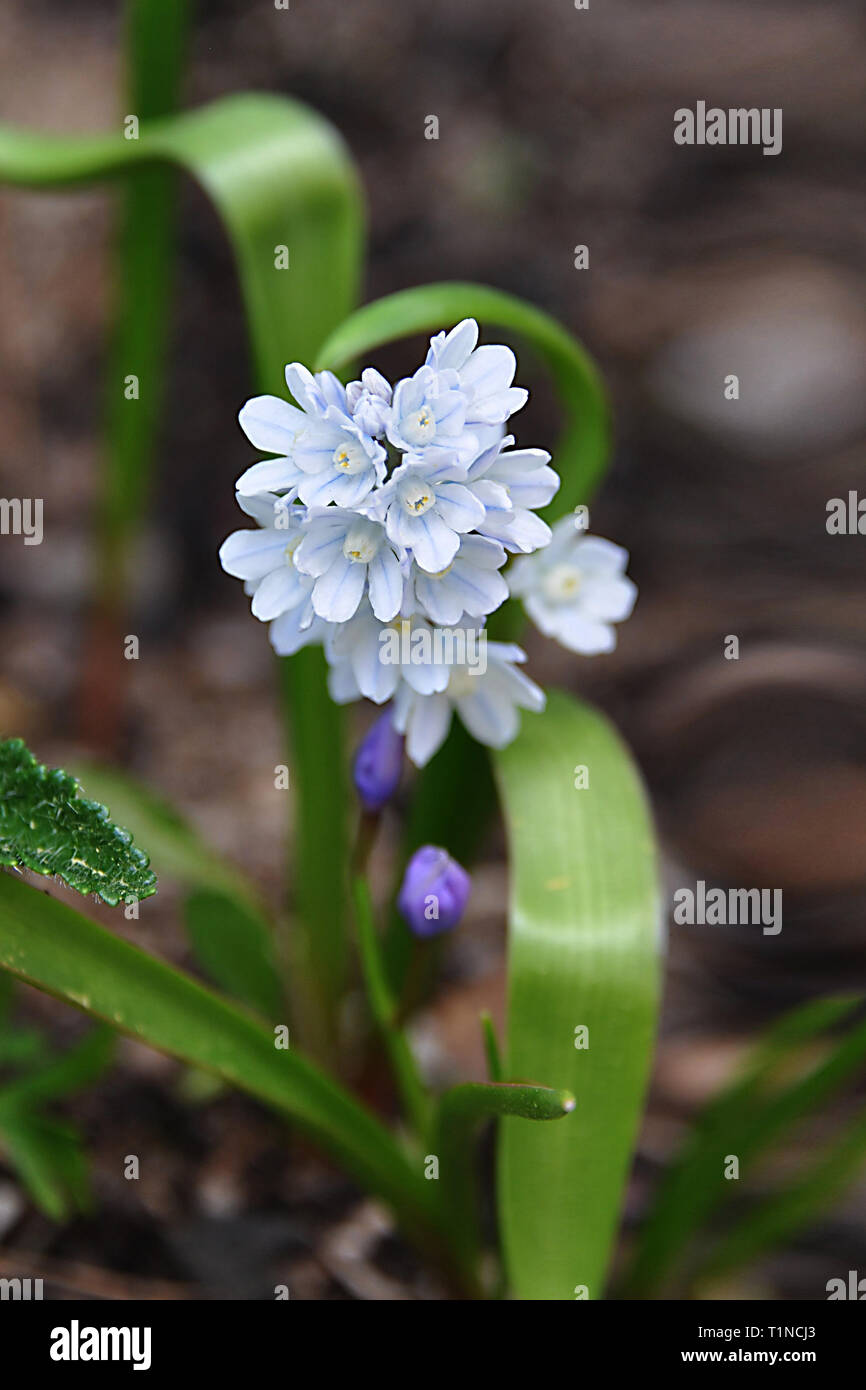 Blue Scilla Siberian. Early flowering pleases the human eye. Blue ...
