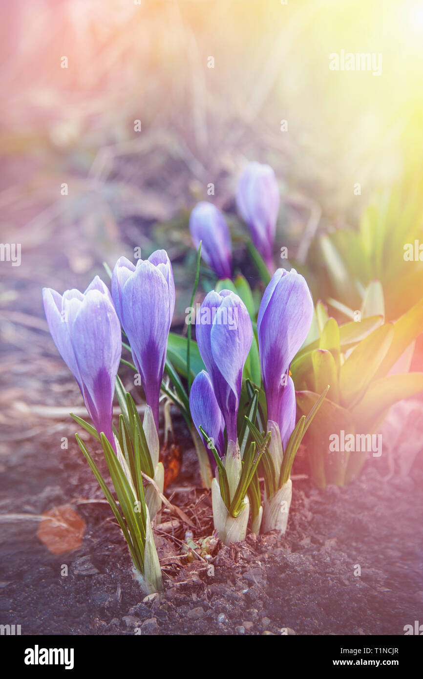 Blue crocuses. Early bloom pleases the human eye. Blue snowdrops in a ...
