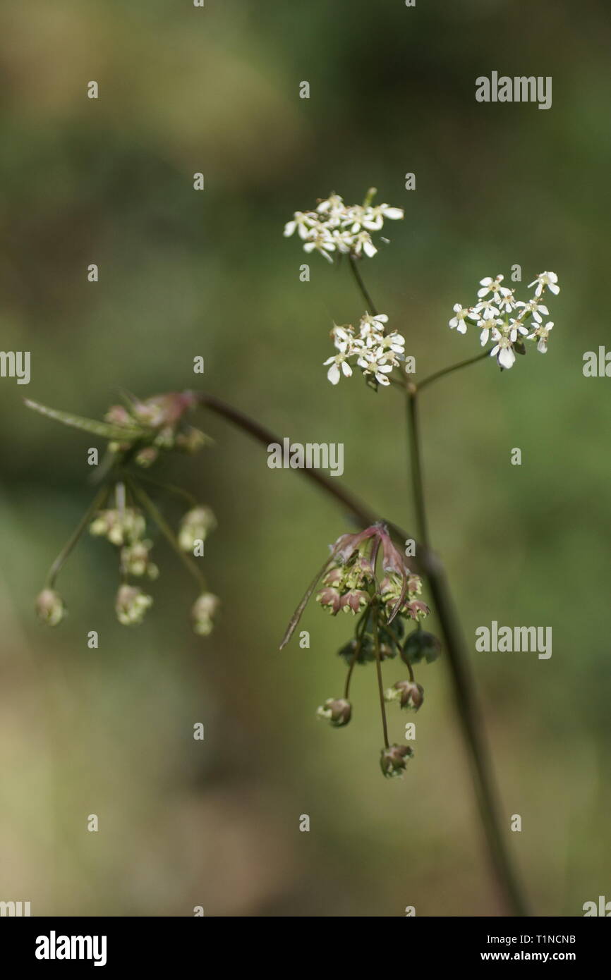 Anthriscus sylvestris outdoors hi-res stock photography and images - Alamy