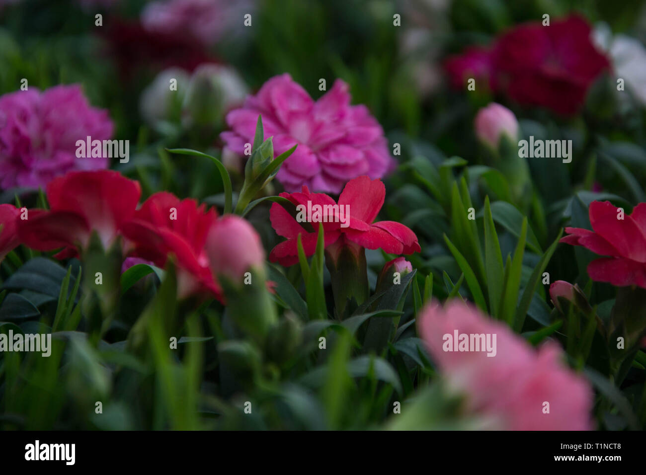 Bunch of carnation flowers, mixed colors, red, pink, close-up cloves ...
