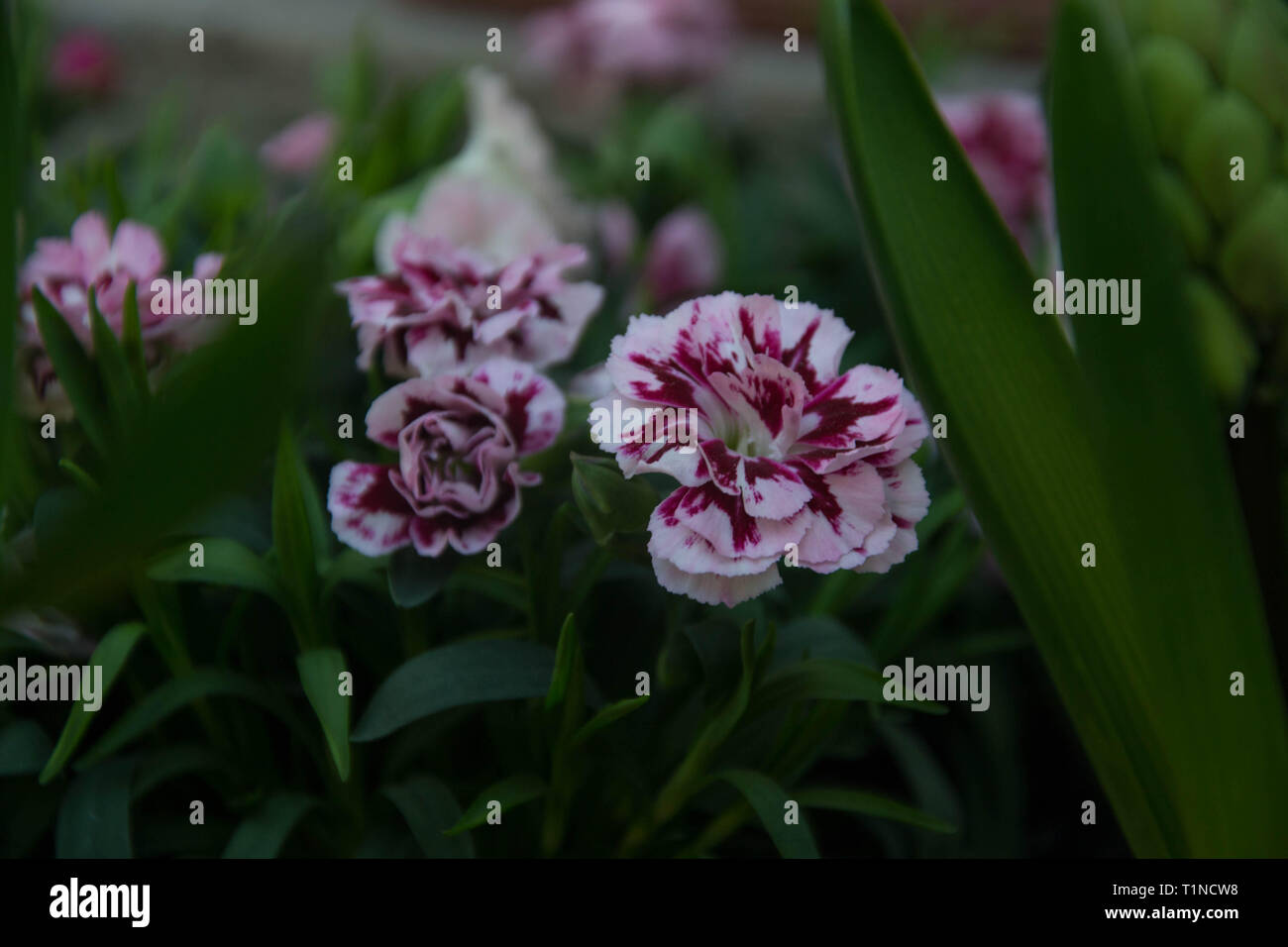 Bunch of carnation flowers, mixed colors, red, pink, close-up cloves ...