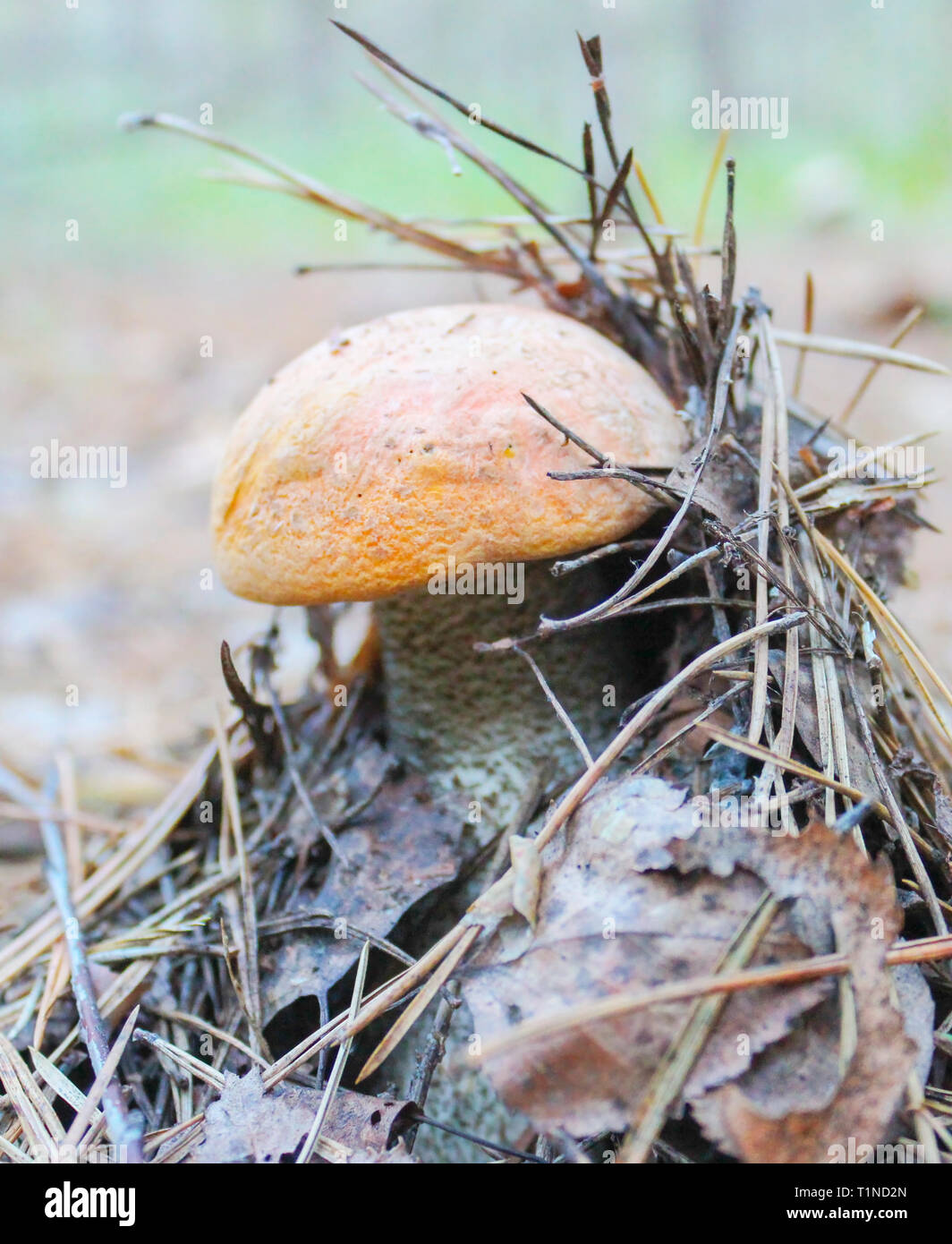 Orange capped bolete hi-res stock photography and images - Alamy