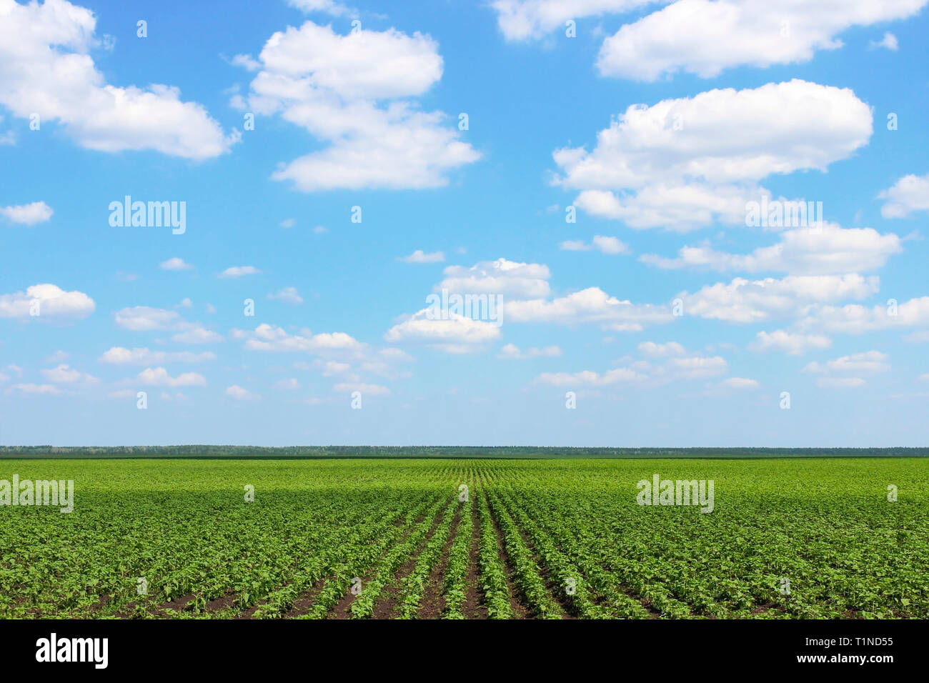 Landscape with a view of the field with sunflower growing in neat rows ...