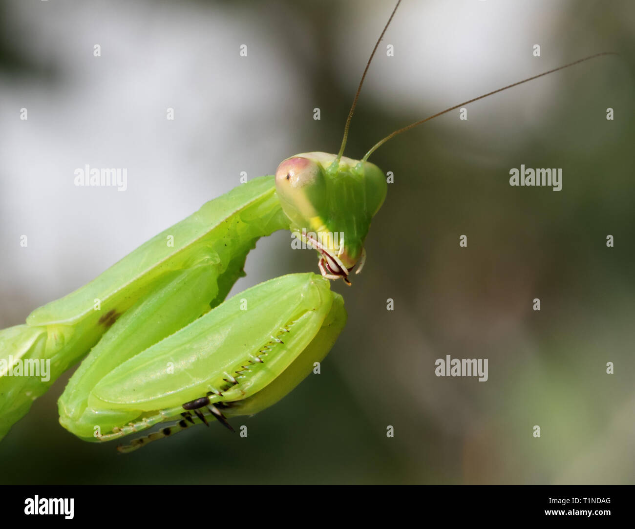 Praying mantis catching prey hi-res stock photography and images - Alamy