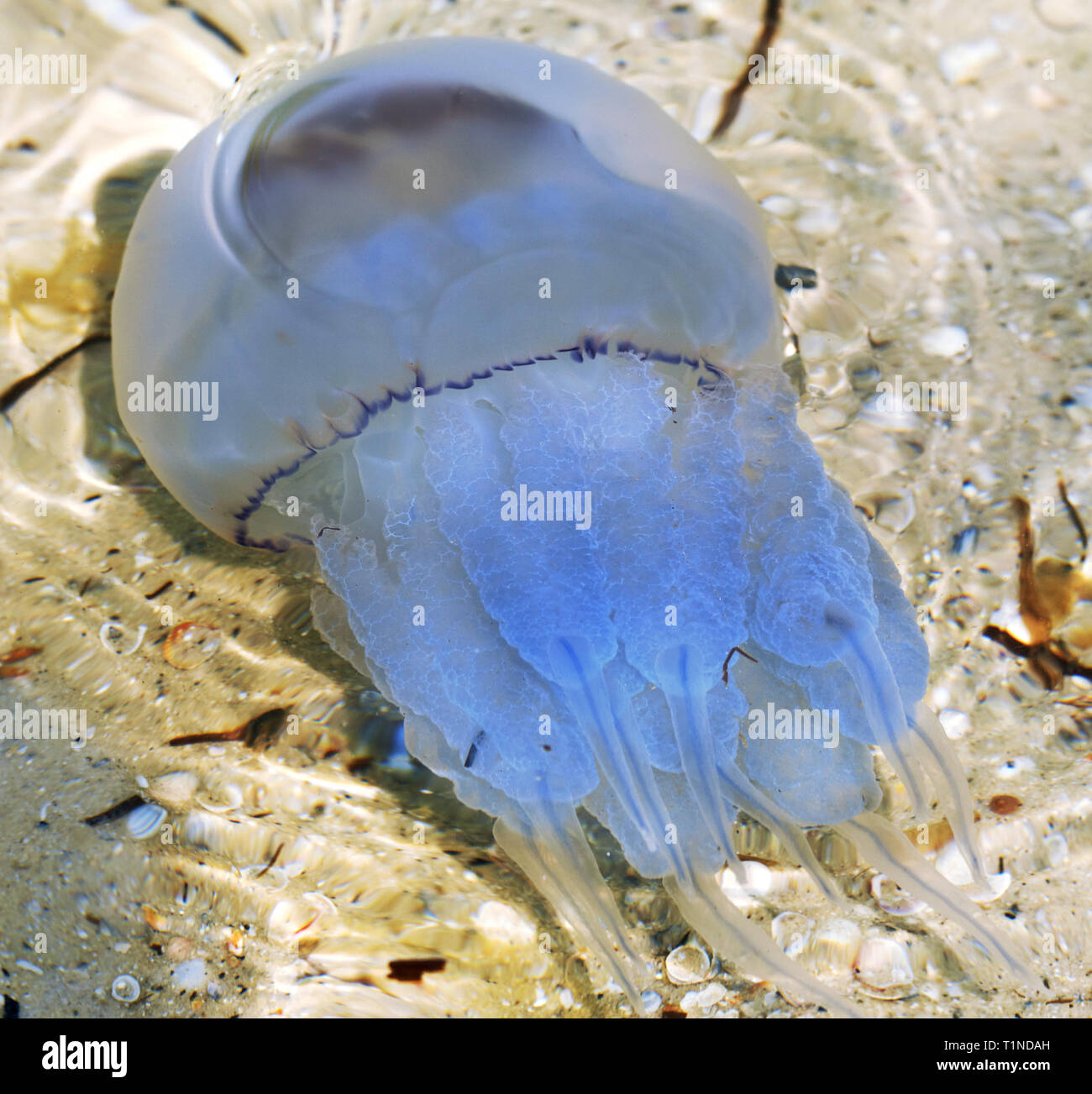 Jellyfish (Rhizostomae) swim in sea at sun summer day. Close-up view ...