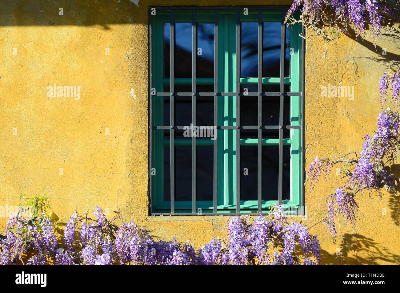 Vine window florence hi-res stock photography and images - Alamy