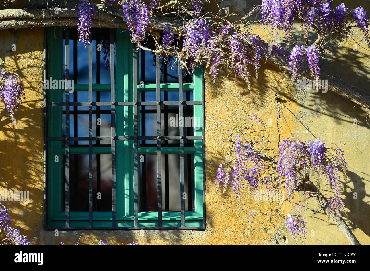 Vine window florence hi-res stock photography and images - Alamy