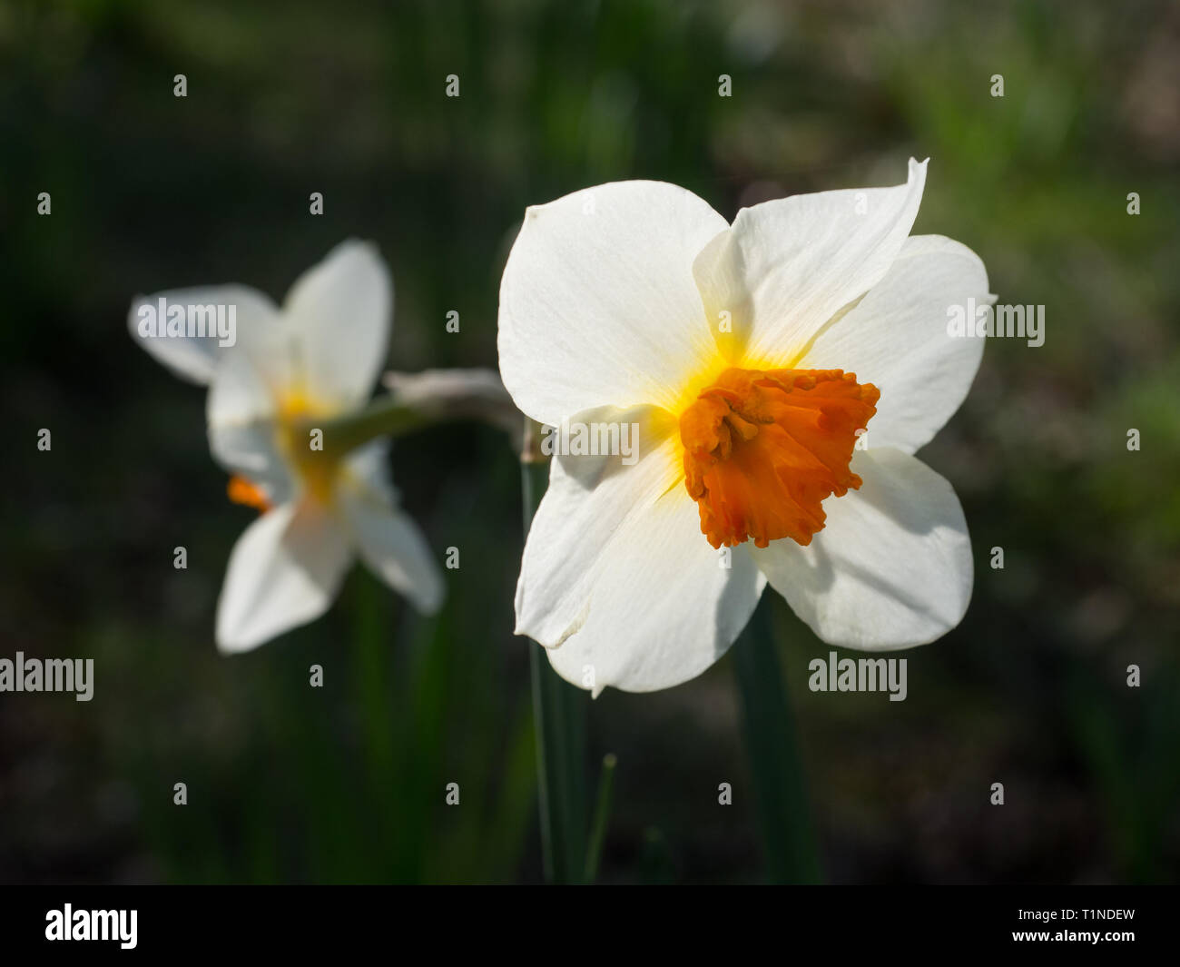 Silhouette of daffodil hi-res stock photography and images - Alamy