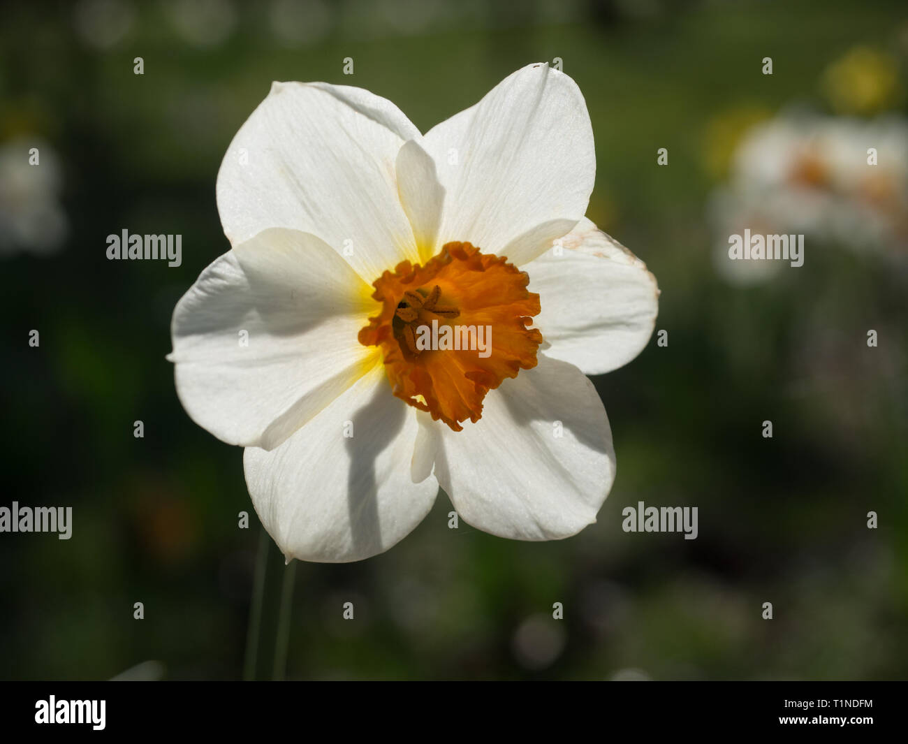See through flower transparent hi-res stock photography and images - Alamy