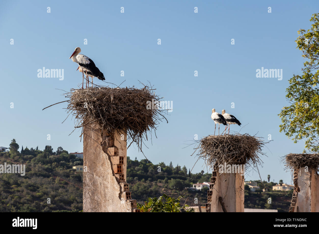 White storks algarve hi-res stock photography and images - Alamy