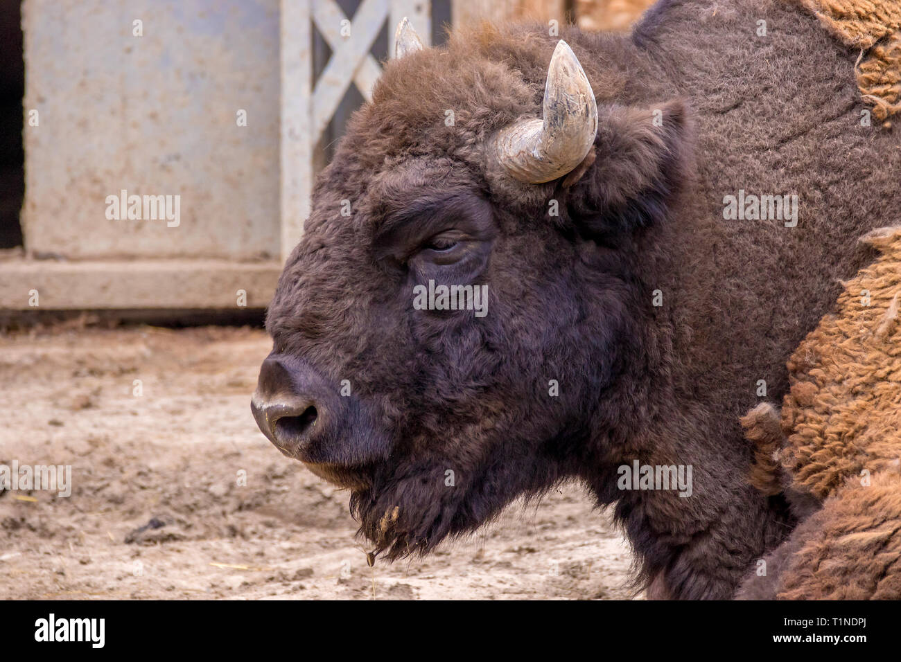 Bison bull head hi-res stock photography and images - Alamy