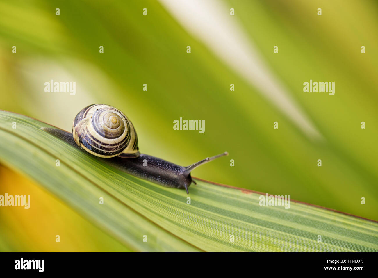 Snail on green Leaf Stock Photo - Alamy