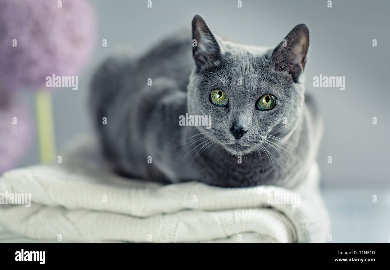 Portrait of a purebred Russian Blue Cat Stock Photo - Alamy