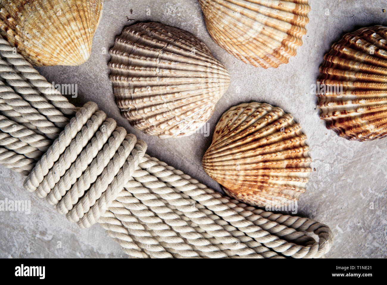 Brown seashells hi-res stock photography and images - Alamy