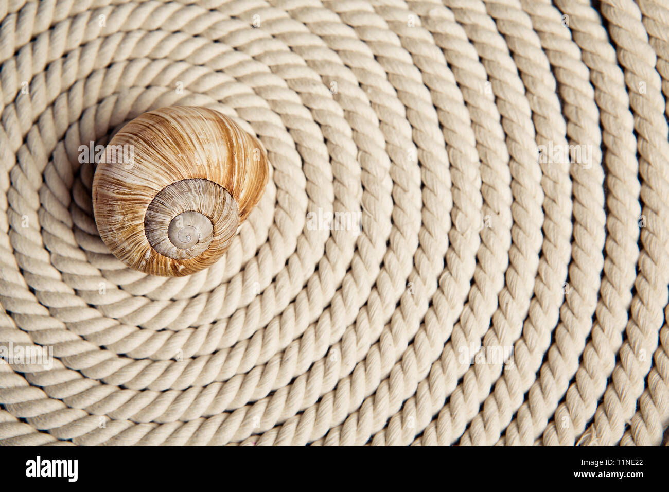 Empty snail shell hi-res stock photography and images - Alamy